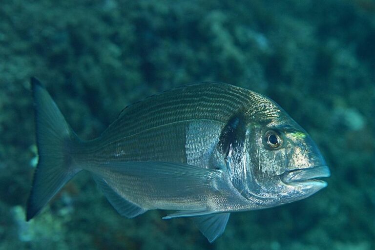 Les 5 meilleurs appâts naturels pour pêcher la dorade royale ...