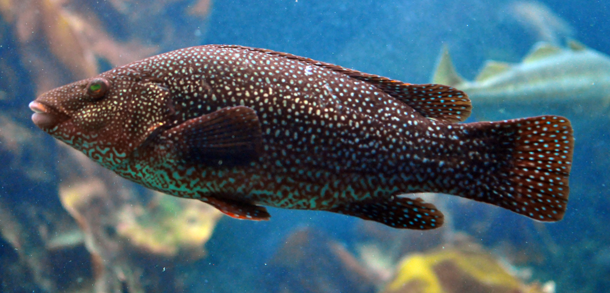 Top 5 des poissons les plus faciles à pêcher en mer : techniques et ...